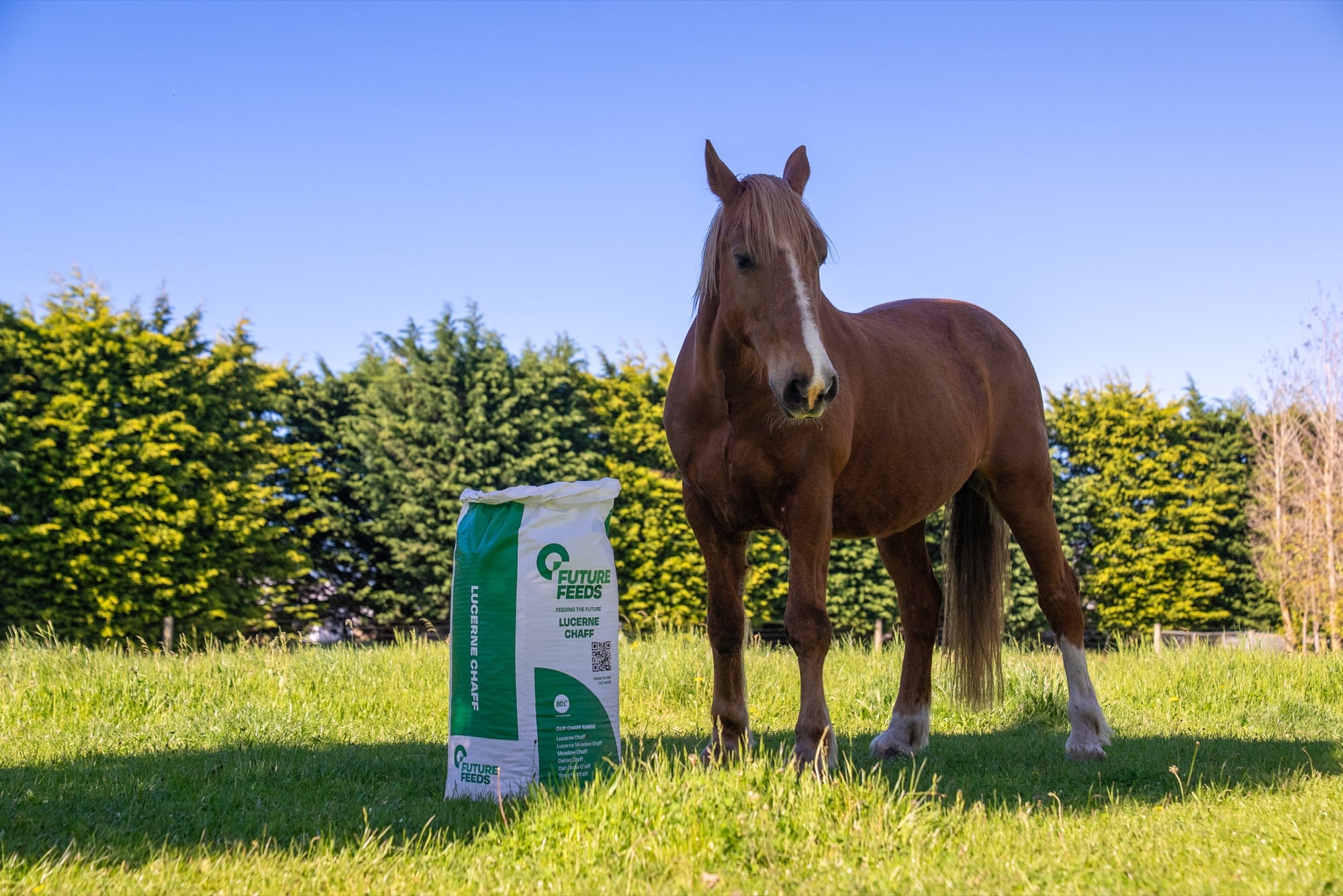 How to choose the right Chaff for your horse in NZ? | Future Feeds